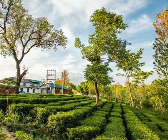 Explore Palampur: Travel Guide and Itinerary