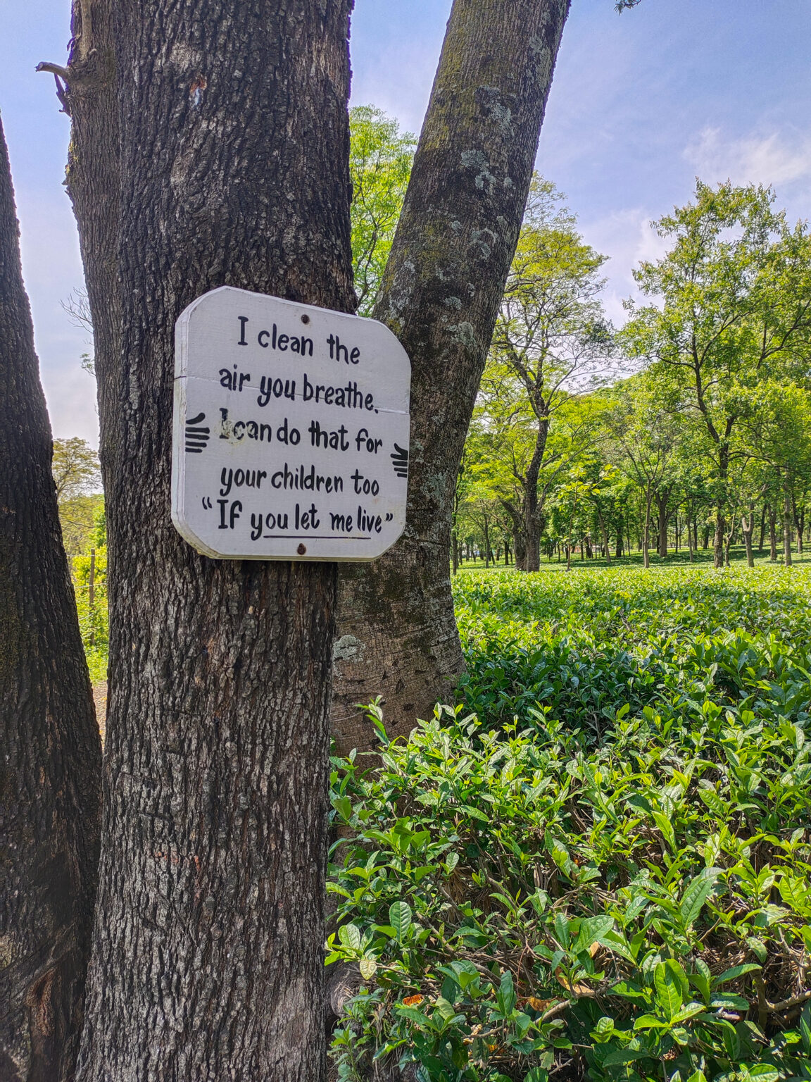 Explore the Magic of Palampur Wah Tea Garden Tour