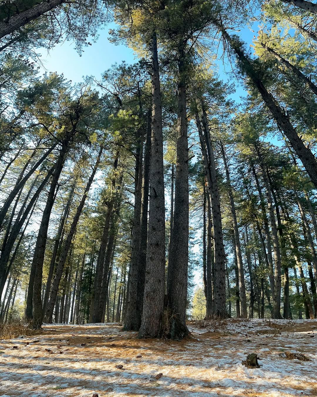 Baisaran Valley, Pahalgam: The Mini Switzerland of Kashmir